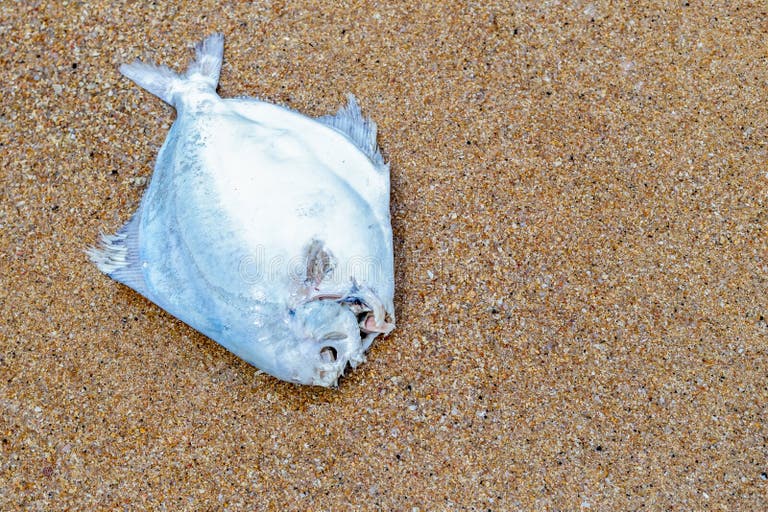 Silver Flat Fish Thrown on a Sandy Beach, Dead and Decomposed with Copy ...