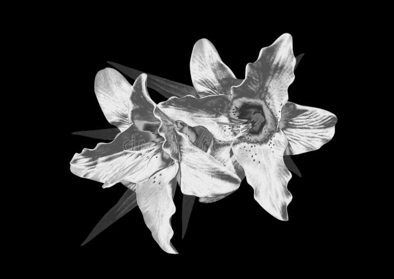 Silver flower stock image. Image of tulips, black, white - 96062527