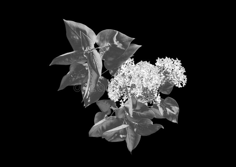 Silver flower stock image. Image of roses, beautiful - 96073355