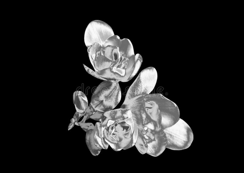 Silver flower stock image. Image of sheet, closeup, silver - 96062557