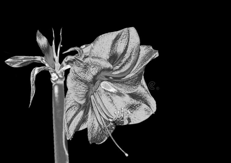 Silver flower stock photo. Image of roses, flower, flowers - 96062564