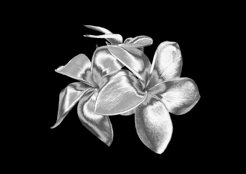 Silver flower stock photo. Image of beauty, roses, black - 96062582