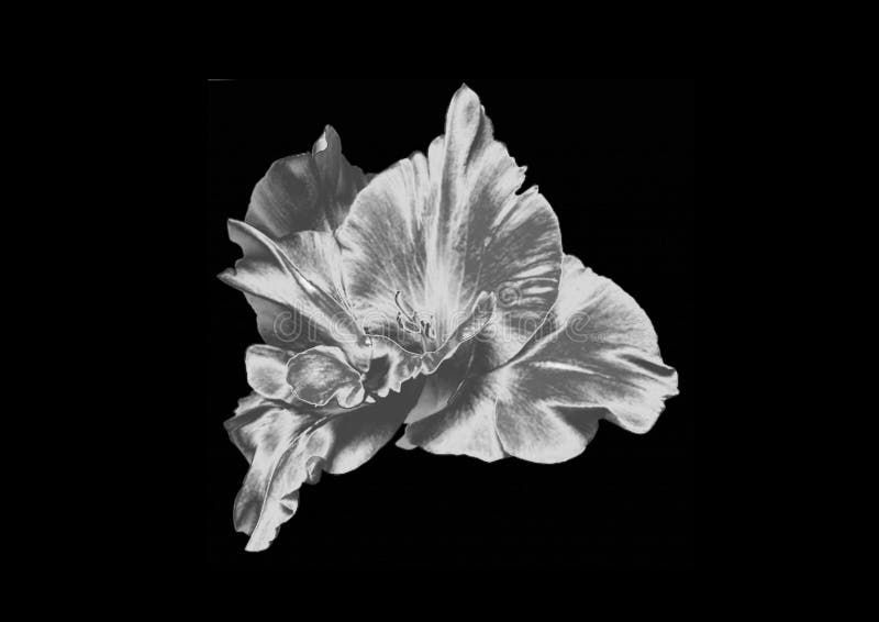 Silver flower stock image. Image of black, lily, beauty - 96062597