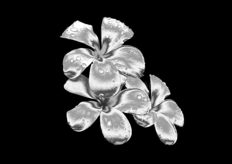 Silver flower stock image. Image of flower, black, white - 96062603