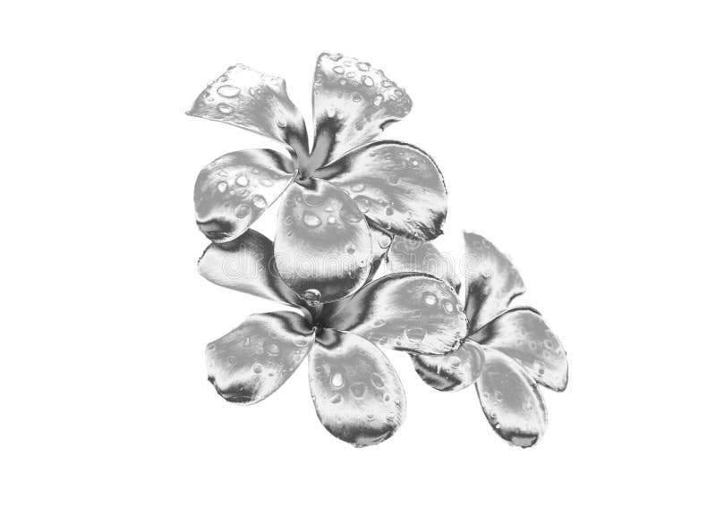 Silver flower stock image. Image of sheet, flowers, jewelry - 96062627