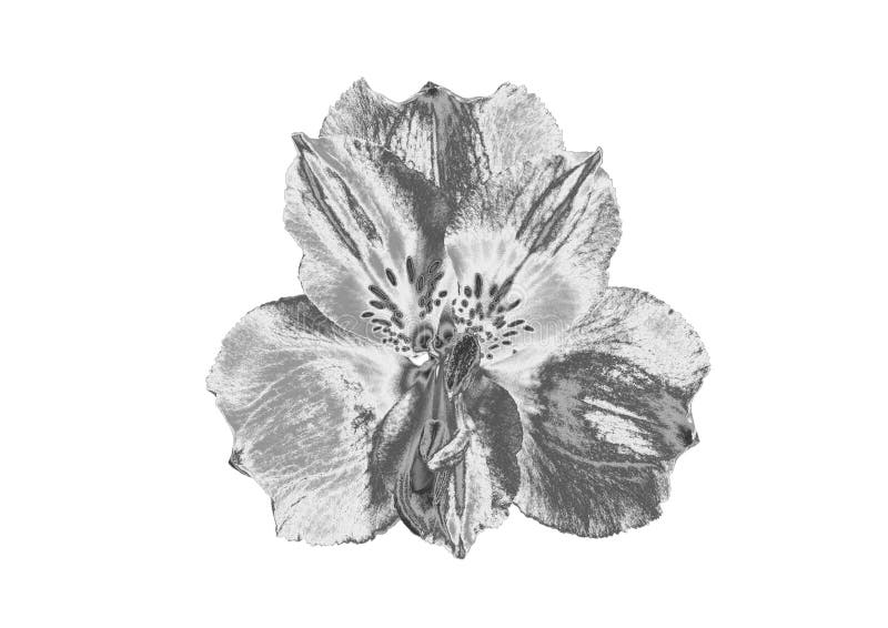 Silver flower stock photo. Image of flora, flowers, roses - 96062630