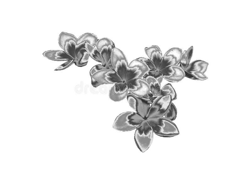 Silver flower stock image. Image of rose, sheet, closeup - 96062733