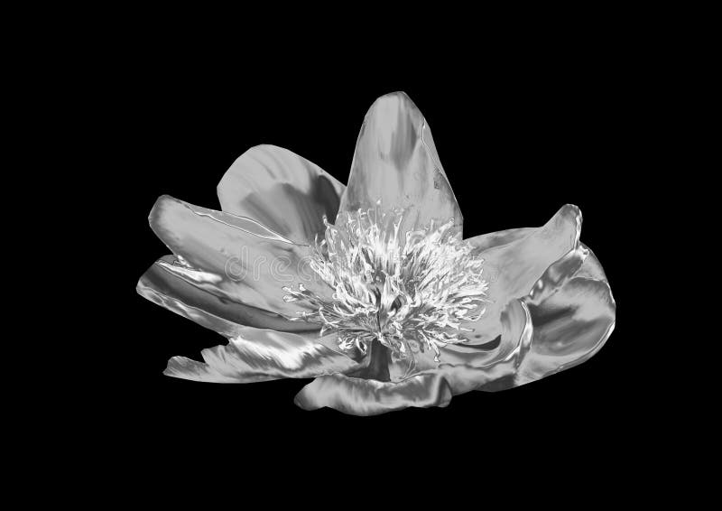 Silver flower stock photo. Image of black, roses, beautiful - 96062750