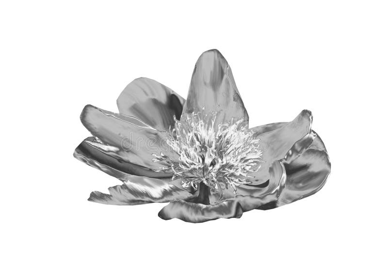 Silver flower stock image. Image of lily, rose, textures - 96062793