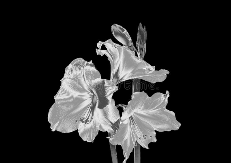 Silver flower stock photo. Image of closeup, bouquet - 96062876