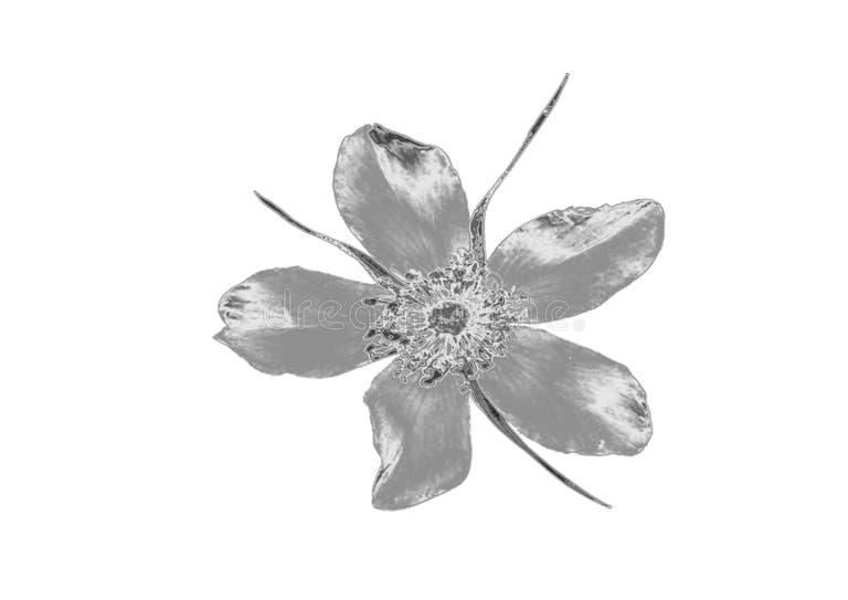 Silver flower stock photo. Image of white, orchid, bouquet - 96072994