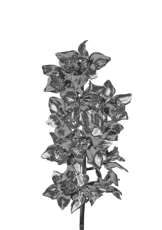 Silver flower stock image. Image of black, bouquet, lily - 96073085