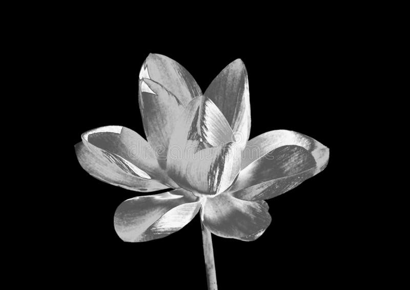 Silver flower stock image. Image of flower, roses, beautiful - 96073527