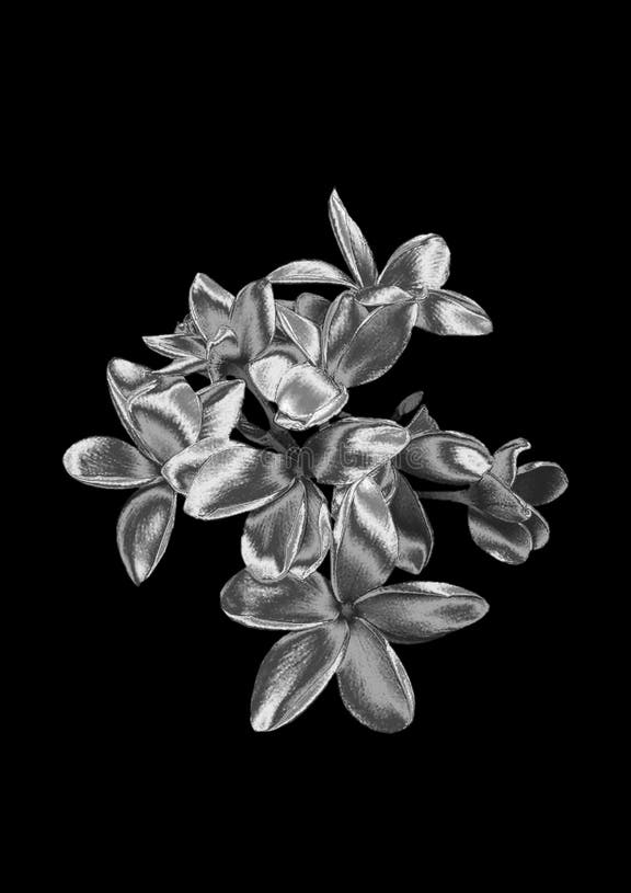 Silver flower stock image. Image of tulips, white, textures - 96073569