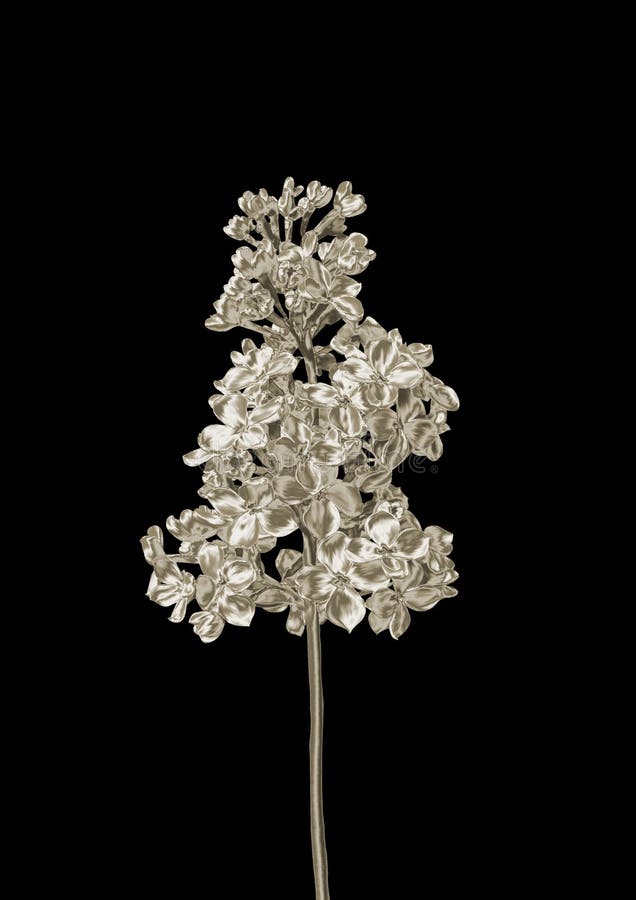 Silver flower stock photo. Image of textures, jewelry - 96080790