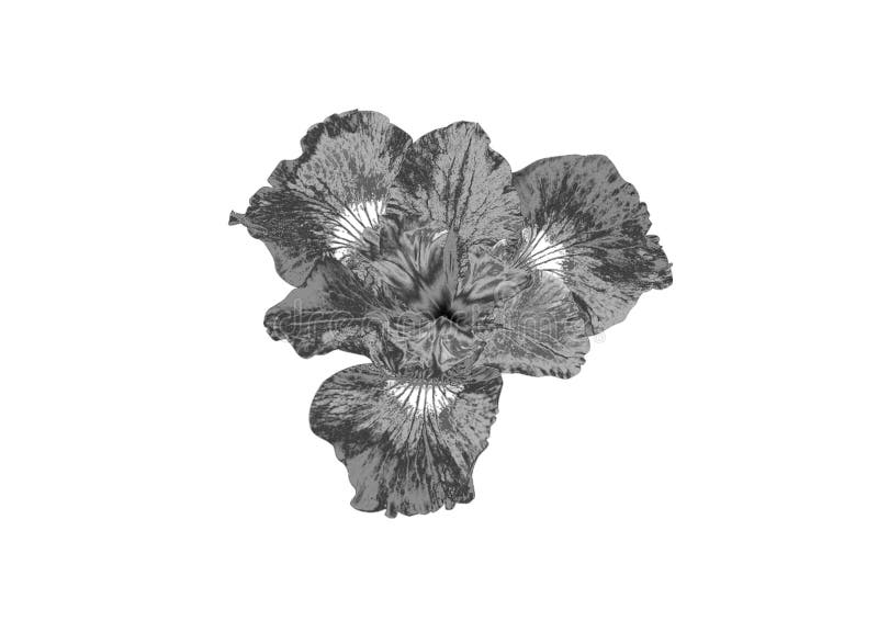 Silver flower stock photo. Image of flower, rose, beauty - 96080958