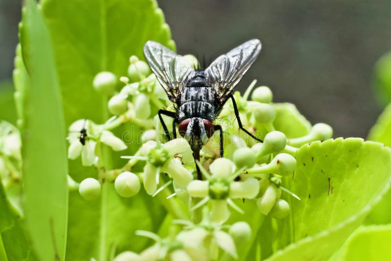 Silver fly stock photo. Image of closeup, flowers, standing - 122269834