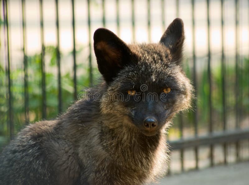 Silver Fox stock image. Image of black, hunting, face, sleeping - 140377