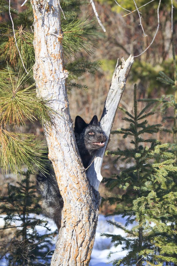 Silver Fox Climbing Up Tree Stock Photo - Image of tree, america: 84265312