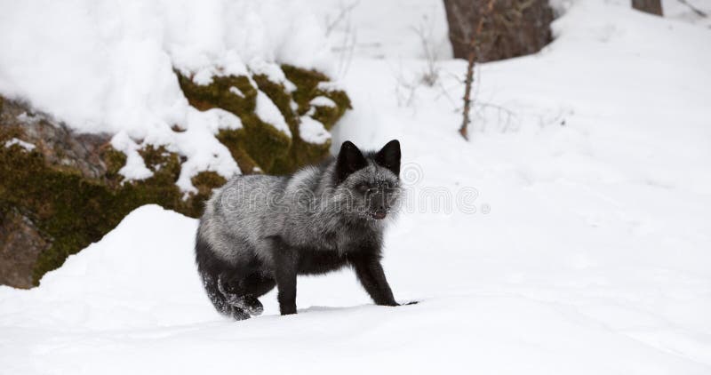 Silver Fox Fixing to Run stock image. Image of animals - 8569033