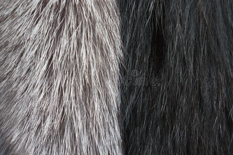 Silver fox fur stock photo. Image of fashion, coat, animal - 224259076
