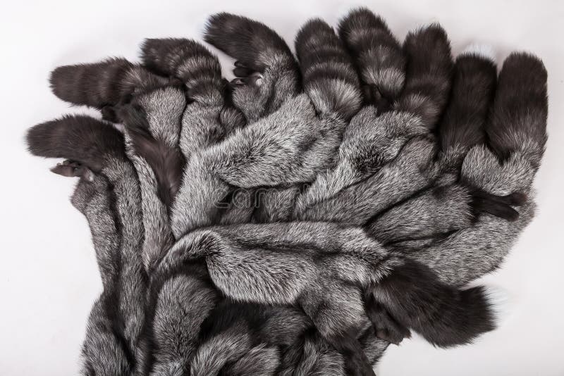 Silver fox fur stock photo. Image of macro, elegant - 108832566