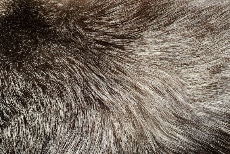 Silver fox fur stock image. Image of gray, deluxe, heat - 37751655