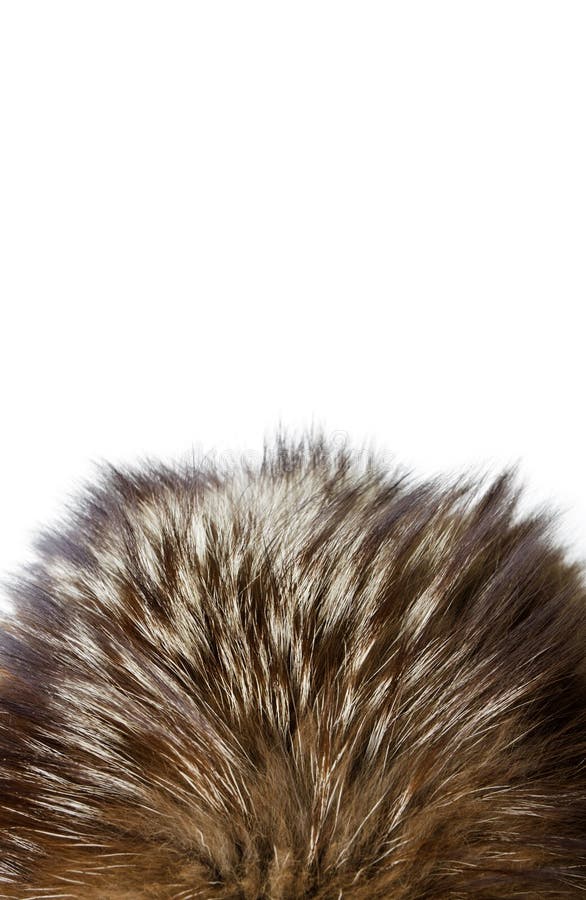 131 Silver Fox Fur Texture Background Stock Photos - Free & Royalty ...
