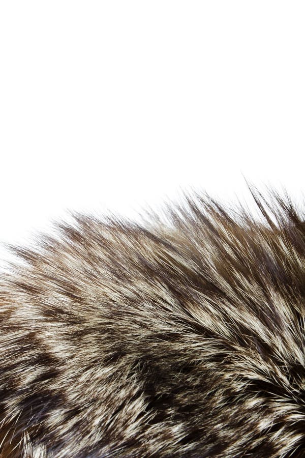 125 Silver Fox Fur Texture Background Photos - Free & Royalty-Free ...
