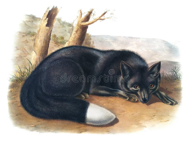 Silver Fox Rabbit Stock Illustrations – 34 Silver Fox Rabbit Stock ...