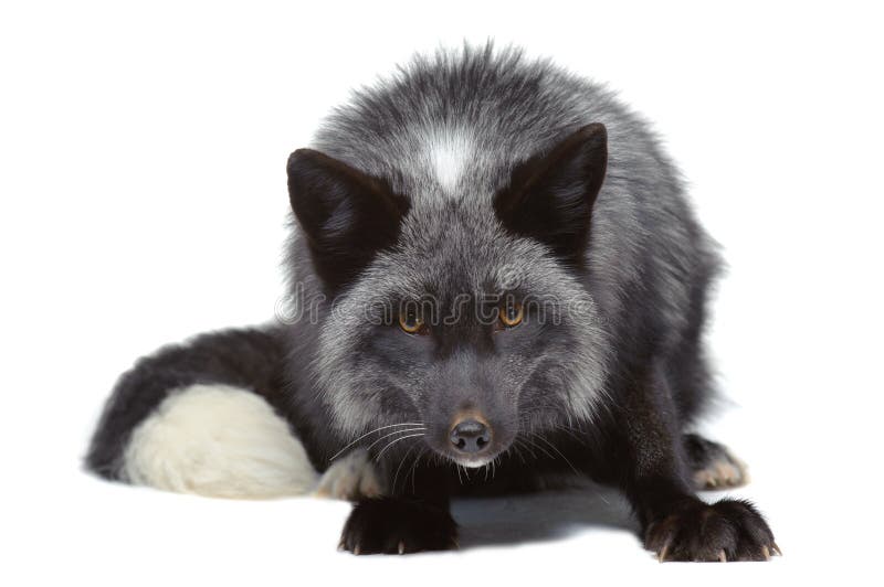 Silver Fox stock image. Image of black, hunting, face, sleeping - 140377