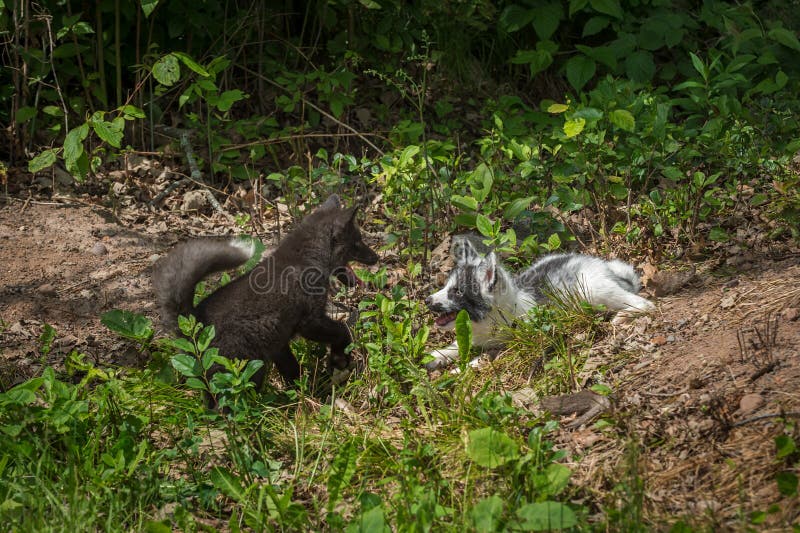 Silver Fox and Marble Fox Vulpes Vulpes Play with Each Other Stock ...