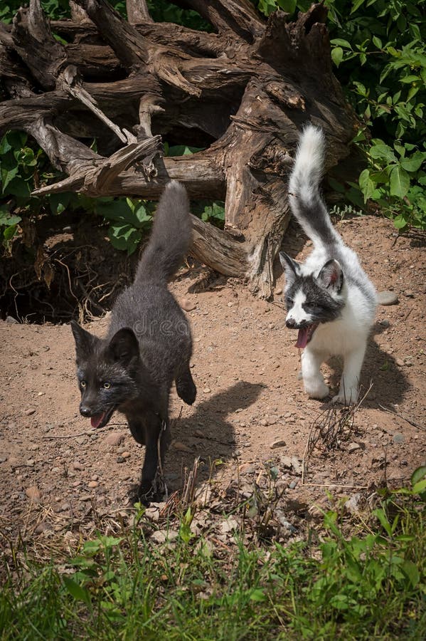 Silver Fox and Marble Fox Vulpes Vulpes Tails Up Stock Photo - Image of ...