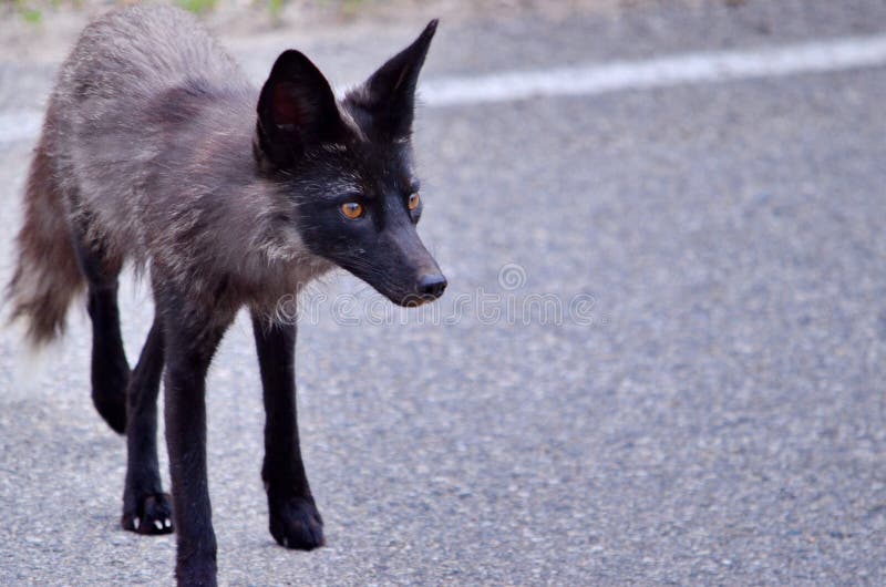 Silver Fox, a Melanistic Variety of Red Fox Stock Image - Image of ...