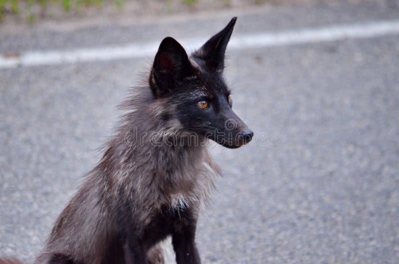 Silver Fox, a Melanistic Variety of Red Fox Stock Image - Image of ...