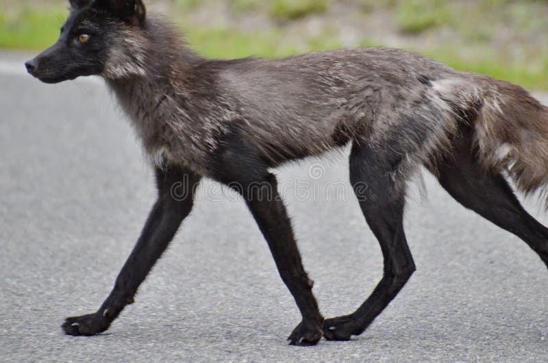 Silver Fox, a Melanistic Variety of Red Fox Stock Photo - Image of ...