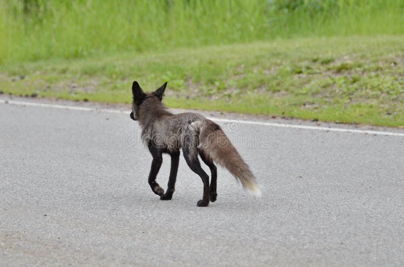 Silver Fox, a Melanistic Variety of Red Fox Stock Photo - Image of ...