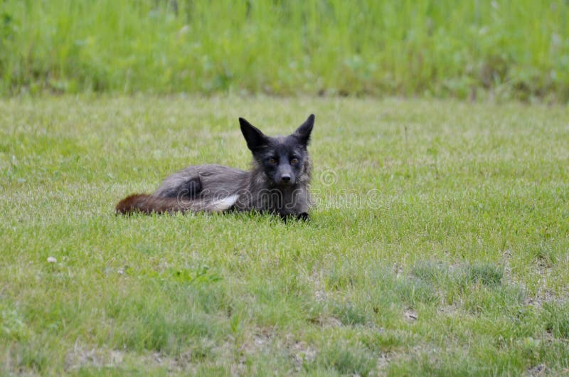 Silver Fox, a Melanistic Variety of Red Fox Stock Image - Image of ...