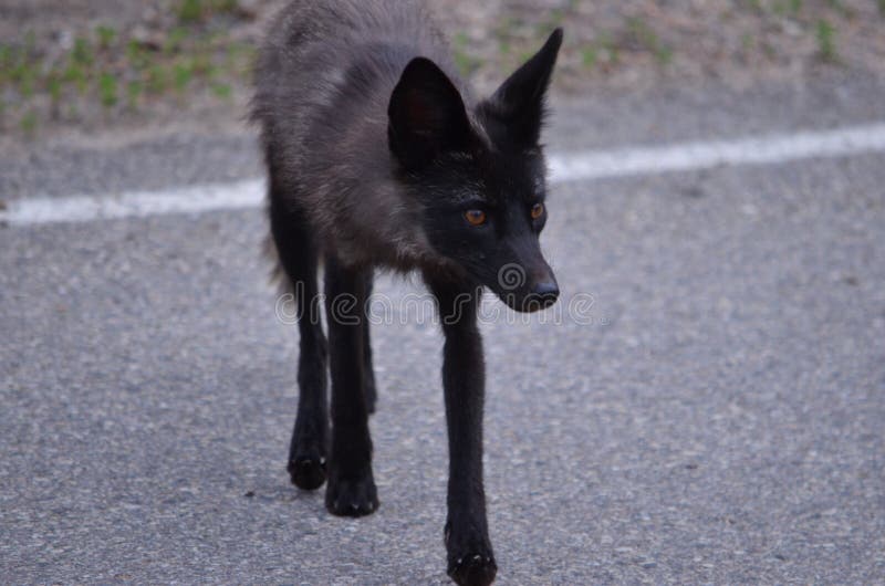 Silver Fox, a Melanistic Variety of Red Fox Stock Photo - Image of ...
