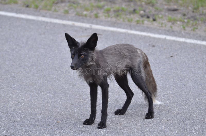 Silver Fox, a Melanistic Variety of Red Fox Stock Photo - Image of ...