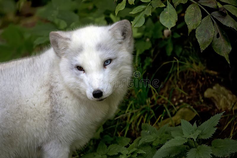 Silver Fox Portrait stock photo. Image of eyes, snow, ears - 8564958