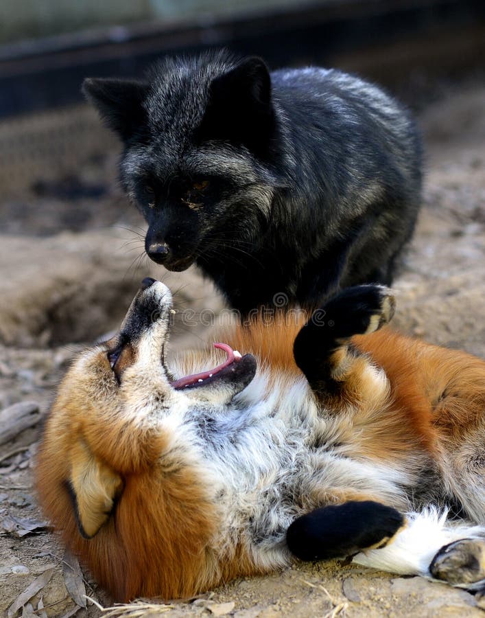 Silver fox and red fox stock image. Image of illustrations - 64899017