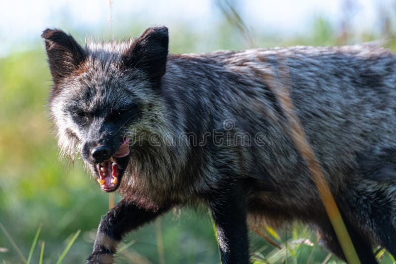 Silver Fox stock photo. Image of face, canidae, fauna - 193655220