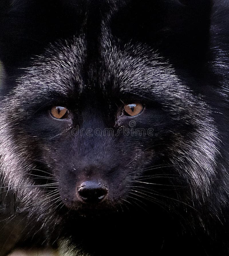 The Silver Fox, Sometimes Referred To As the Black Fox, or Blue Fox, is ...