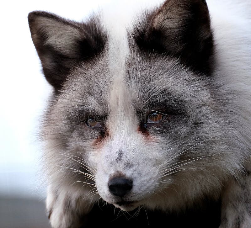 Melanistic Fox Stock Photos - Free & Royalty-Free Stock Photos from ...