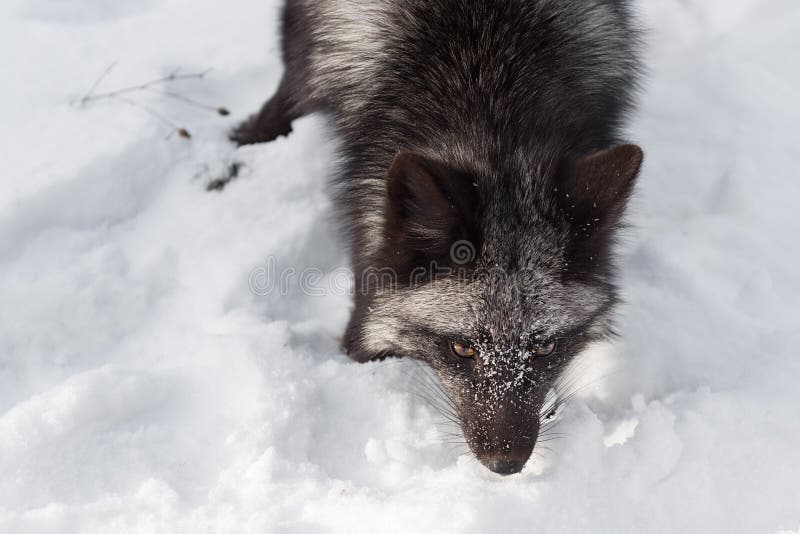 Geoffrey Kuchera (Gkuchera) - Photographer profile