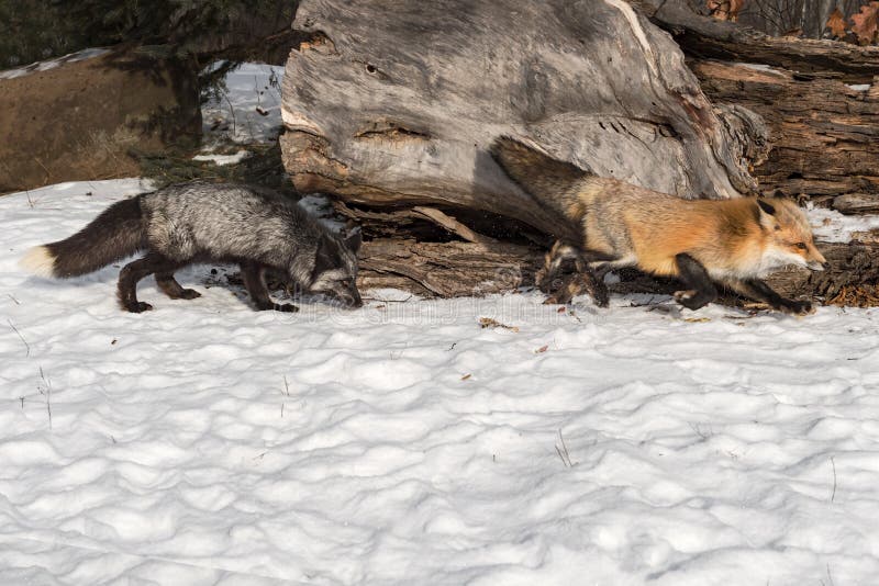 Silver Fox Vulpes Vulpes Follows after Red at Base of Log Winter Stock ...