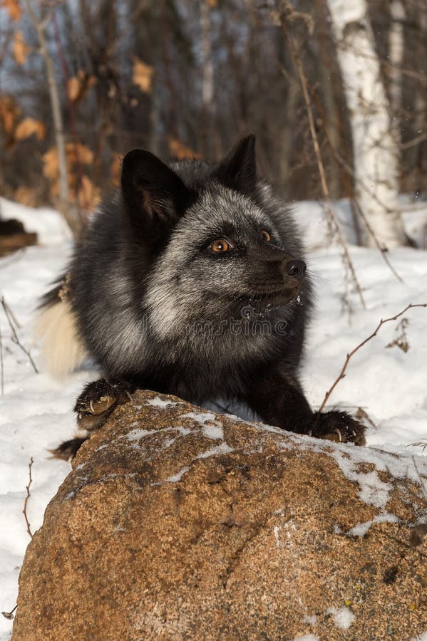 Silver Fox Vulpes Vulpes Look Up from Rock Stock Image - Image of ...