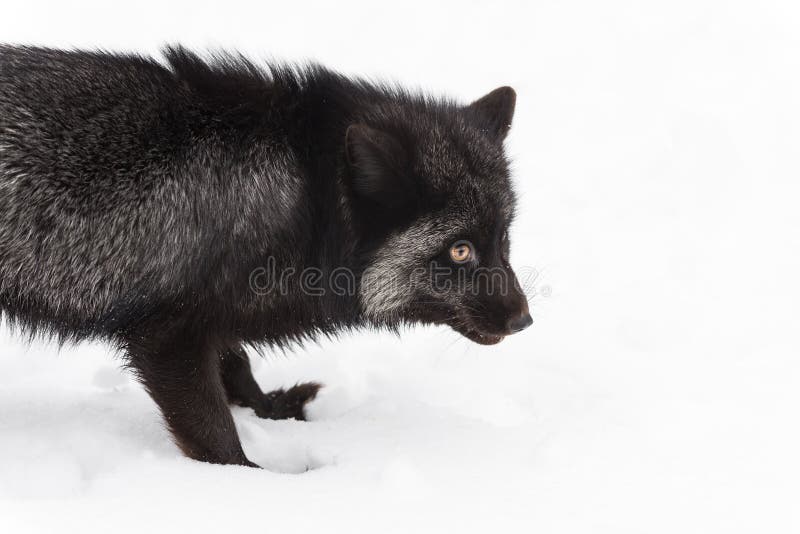 Silver Fox Vulpes Vulpes Looking Right Close Up WInter Stock Photo ...