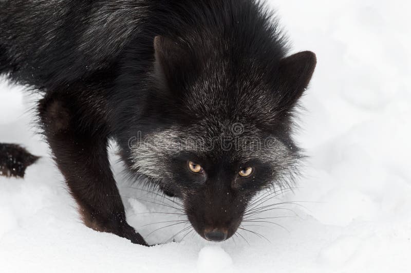 Silver Fox Vulpes Vulpes Looks Out Close Up Stock Photo - Image of ...